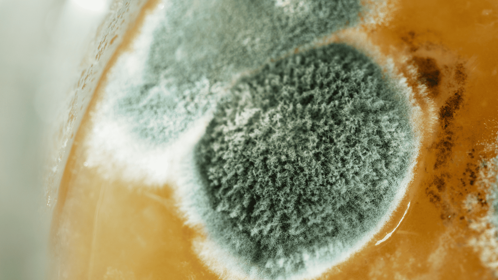 The Ultimate Guide to Understanding Mold Types and Health Risks: A ...