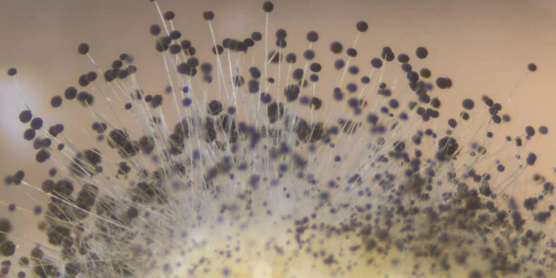 The Basics of Mold Allergies: Understanding Symptoms, Triggers, and ...